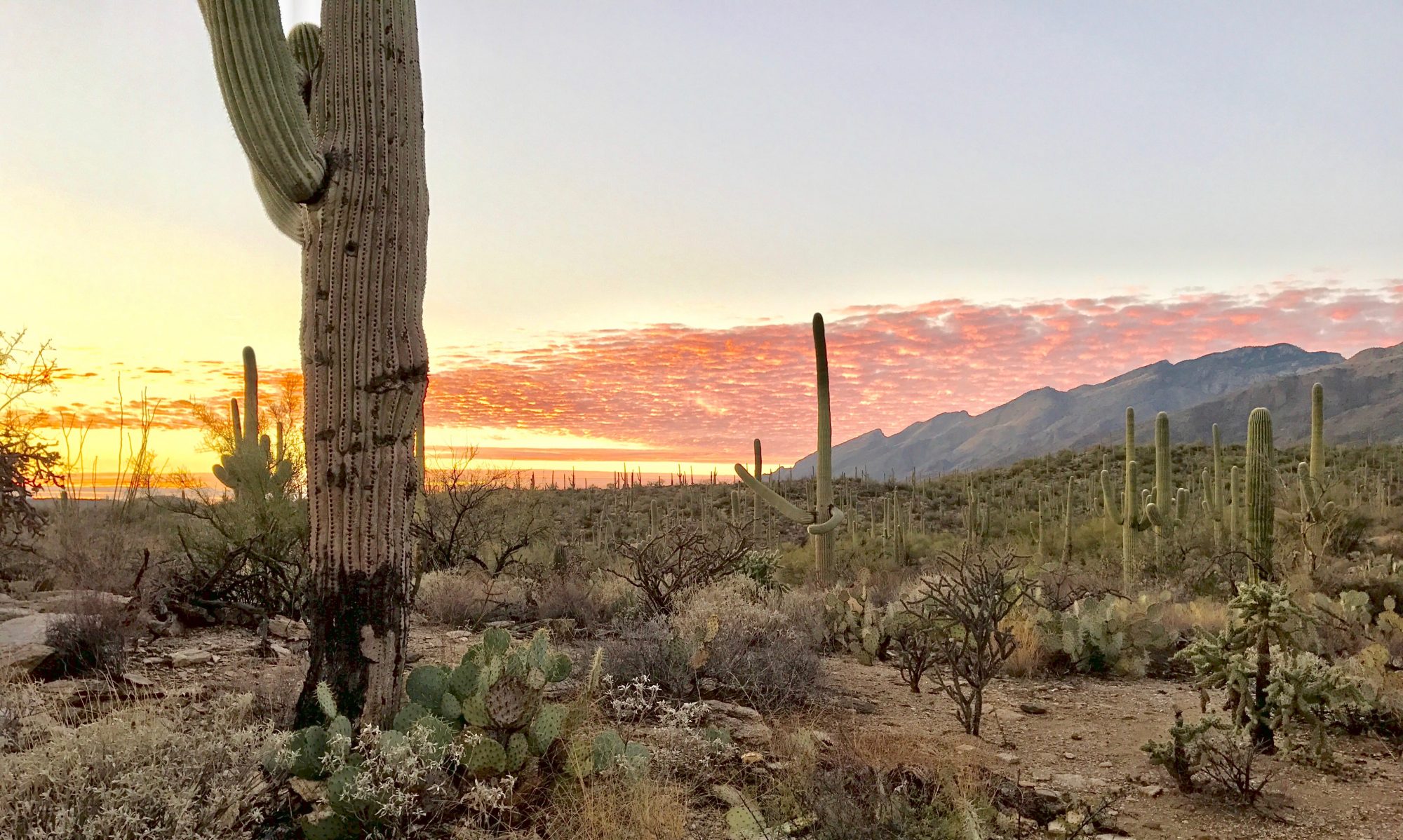 Tanque Verde Valley Democratic Club – Engaging and informing members to ...